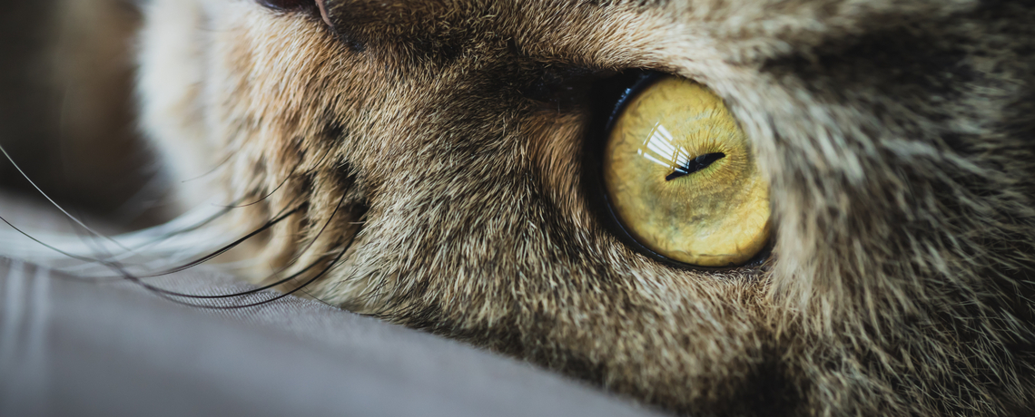 Foap.com: Be authentic: Animals' Eyes